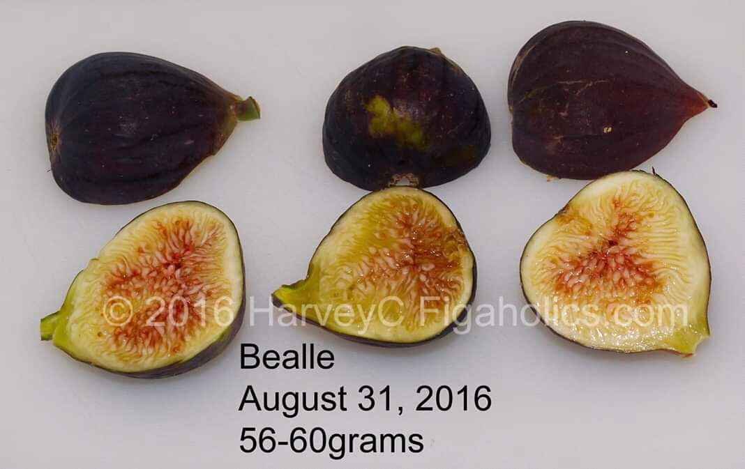 Beall Fig - Var Tin