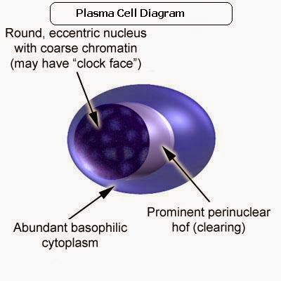 BRIEF ACCOUNT ON BLOOD PLASMA AND ITS FUNCTIONS « SimpleBiology