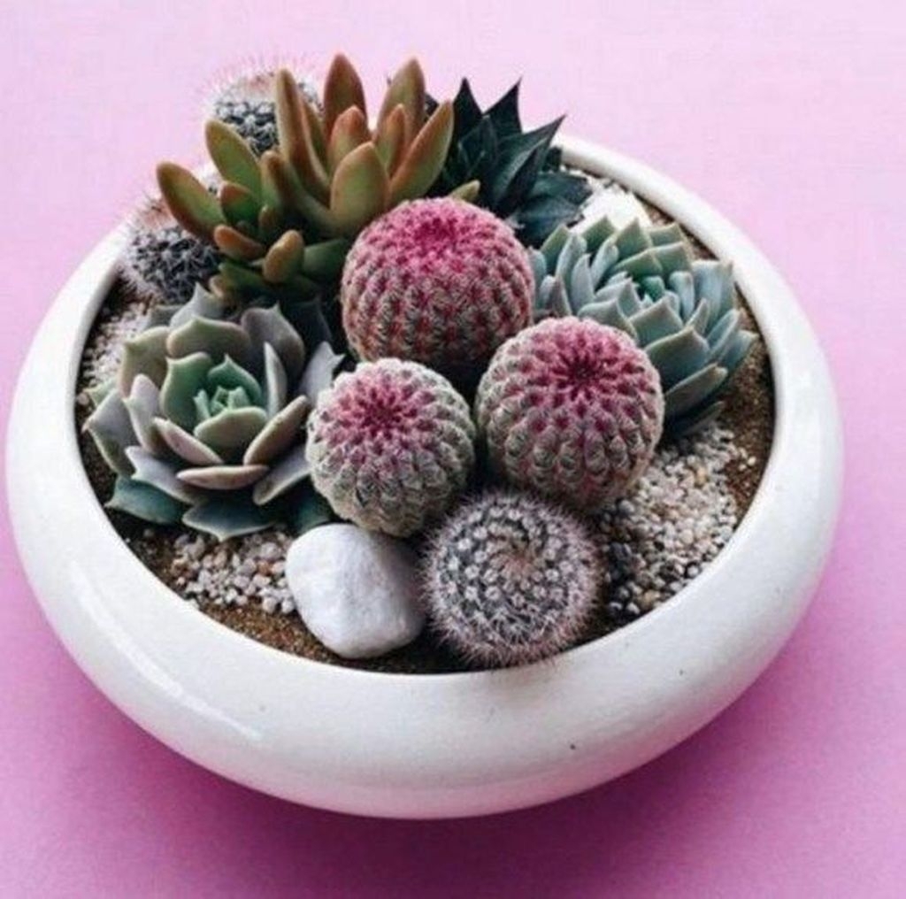 48 Cute Small Cactus Ideas To Maximize Your Interior Design | ARA HOME