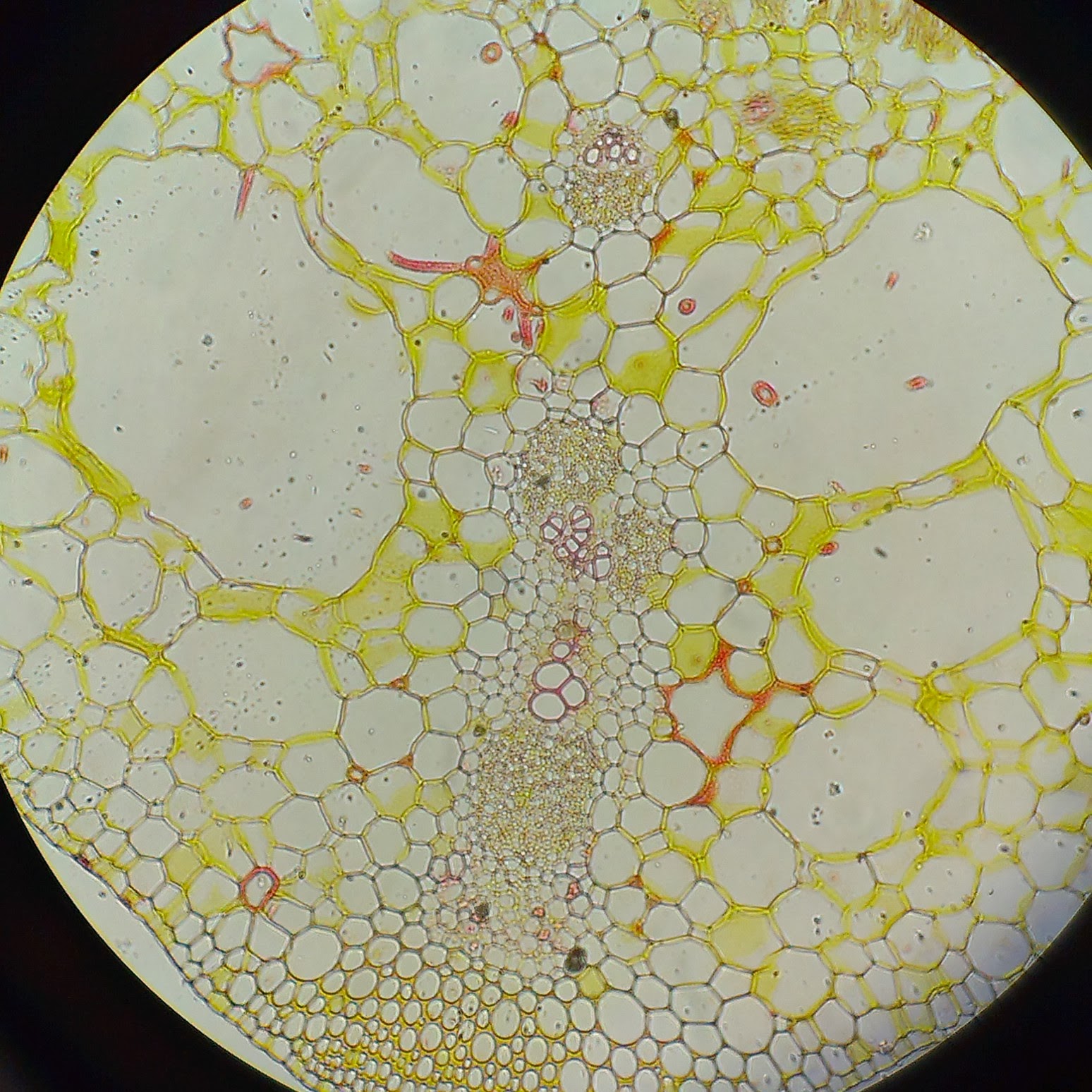 Sophie talks all things conservation : Plants under a Microscope