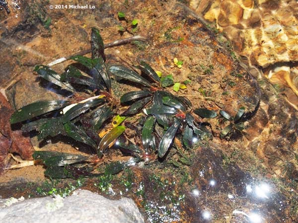The rainforests of Borneo & Southeast Asia: Bucephalandra "dark violet ...