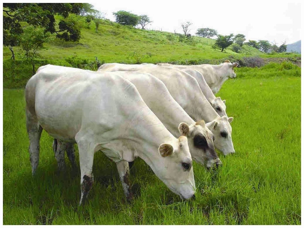 Generalidades de la Ganadería Bovina.: Carora