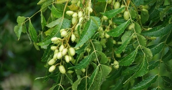 13 Manfaat Daun Mimba Untuk Kecantikan Dan Pengobatan - ragam manfaat