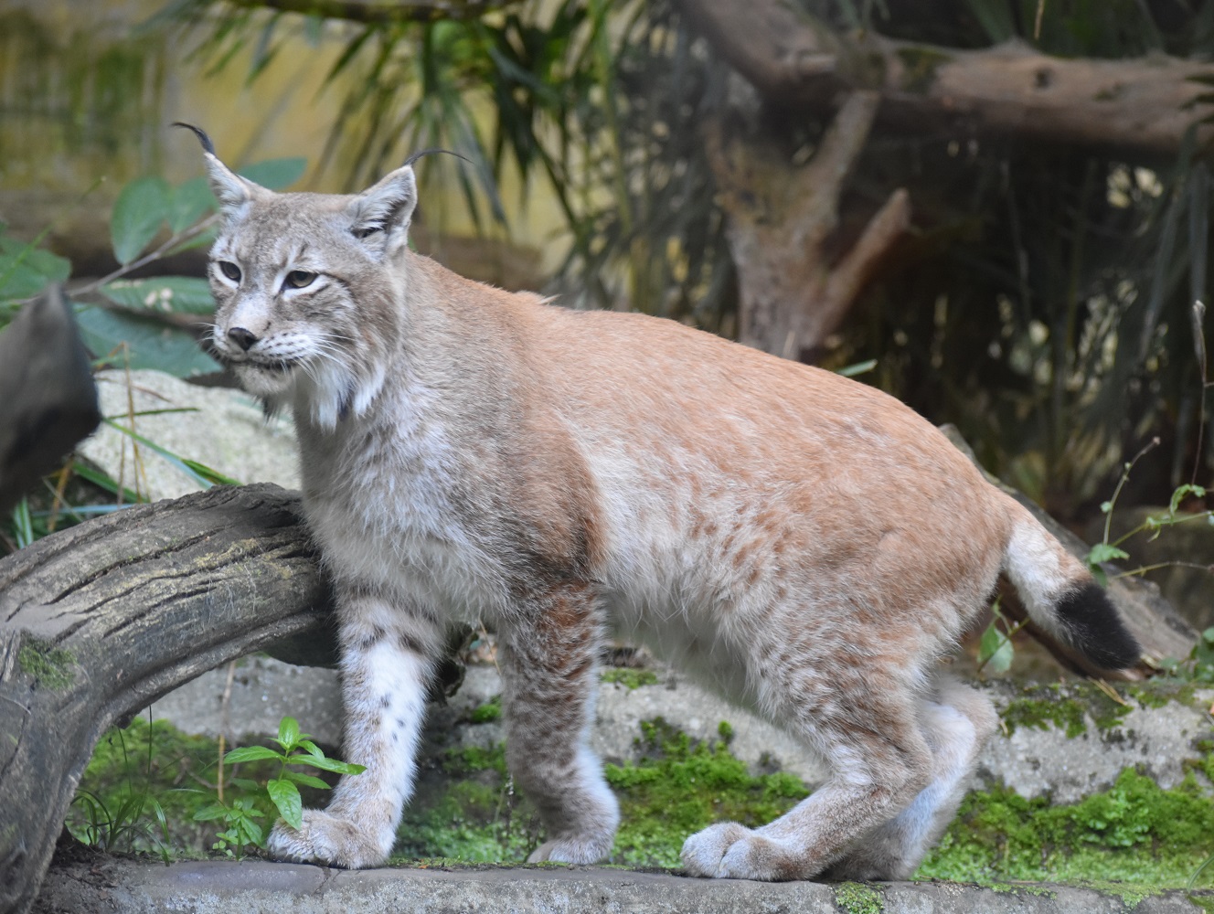 ZOOTOGRAFIANDO (6.100 ANIMALS): LINCE BOREAL O EUROASIÁTICO / EURASIAN ...