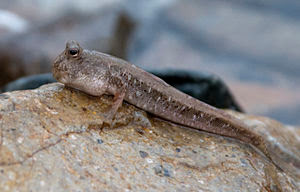 African Mudskipper (Atlantic Mudskipper)