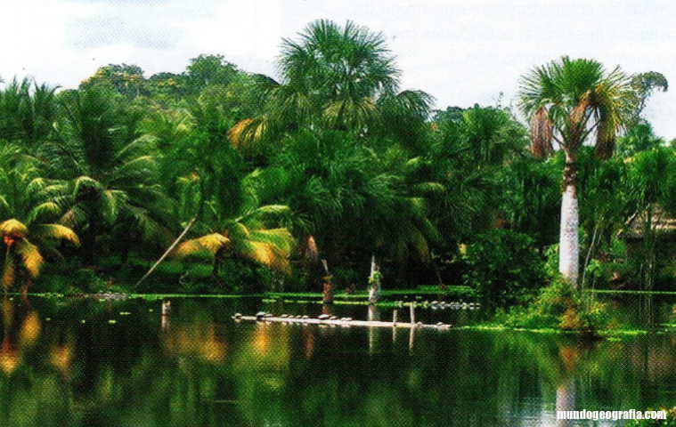CyT Sexto: Selva Alta o Rupa Rupa y Selva Baja