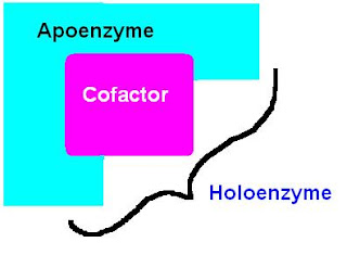 MedicoNotebook: Cofactors - Coenzymes and Ions