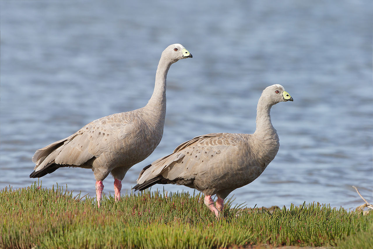 Club des Dégustateurs de Grands Vins: Native Goose, GSM, Cape Barren ...