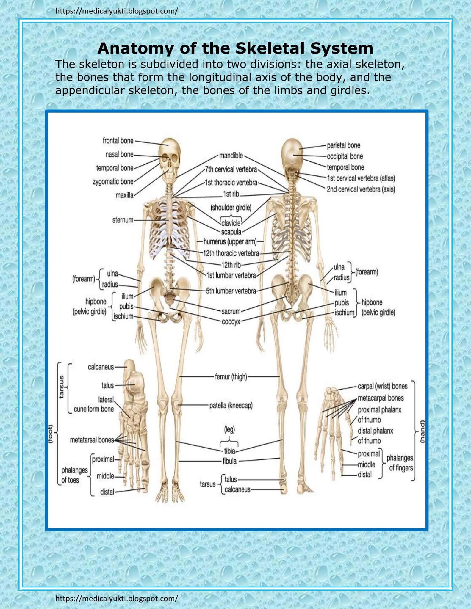 Skeletal System Anatomy Physiology - Medical Yukti