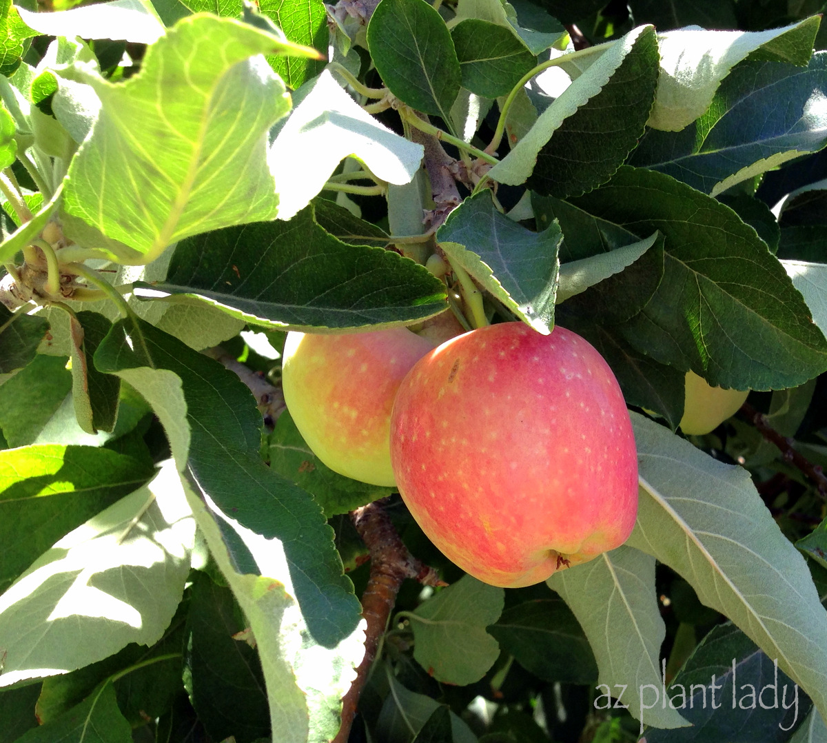 An Apple Harvest in the Desert... - Ramblings from a Desert Garden