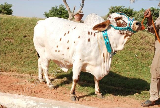Sohrab Goth Gai Mandi Photos Gallery: Shah Cattle Farm 2008