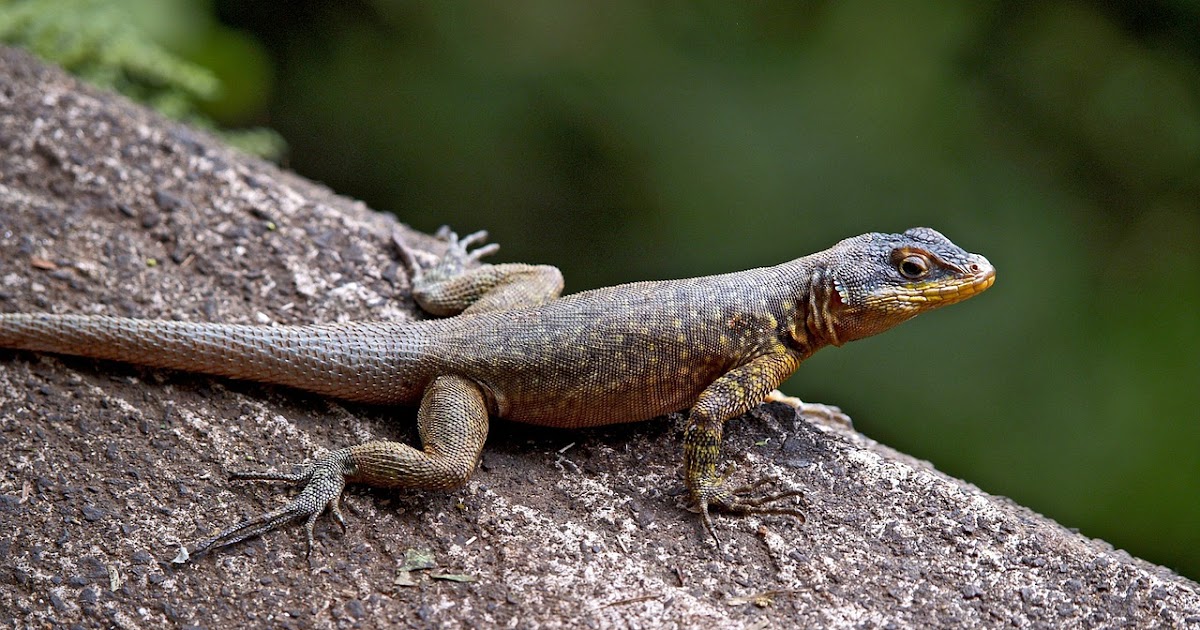 Hello São Paulo Brazil Magnificent!: Farewell CTM and a Lizard Named ...