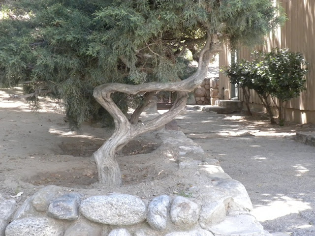 biostatprof: Trees of Val Verde: Wanted Dead or Alive