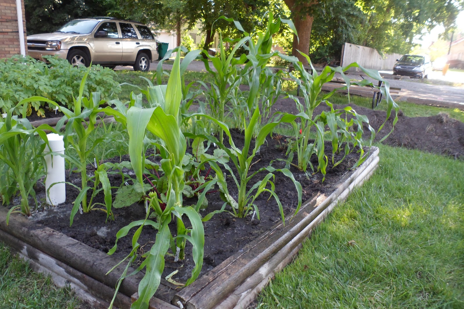 The Perennial Agriculturalist: maize