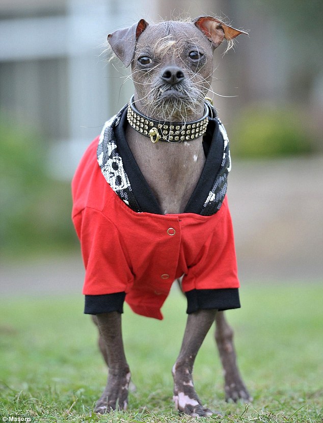 The animal zone: Mugly the ugliest dog gets dressed up... to protect ...
