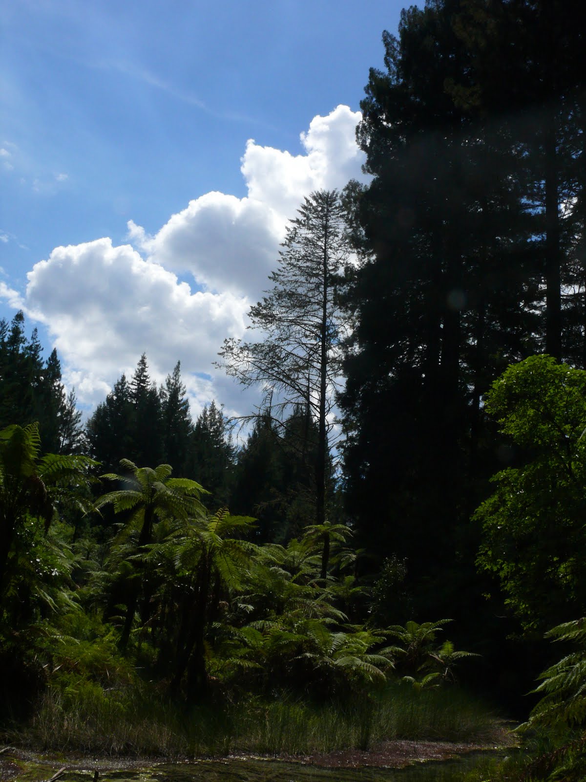an extension to Grrr's mind...: The redwoods in Rotorua