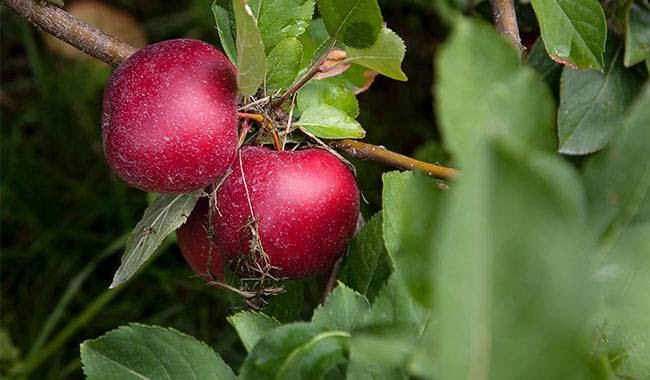 Propagate apple trees by cuttings and grafting