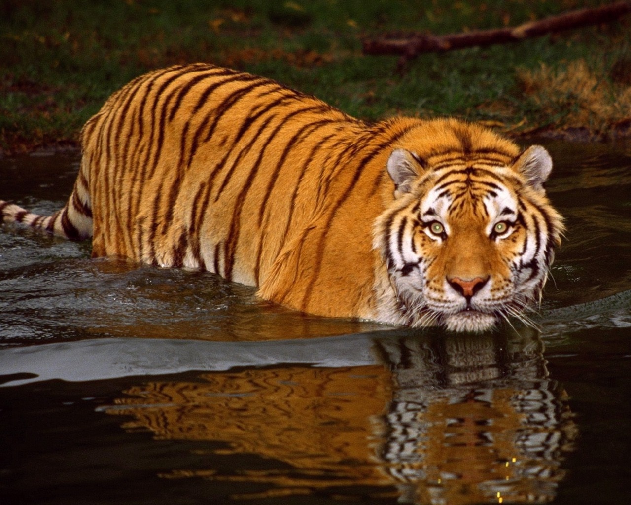 IMAGENES ANIMALES EN ALTA DEFINICION: IMAGEN TIGRE EN EL RIO