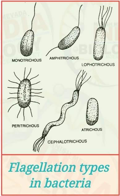 Prokaryotic Cells - Structure