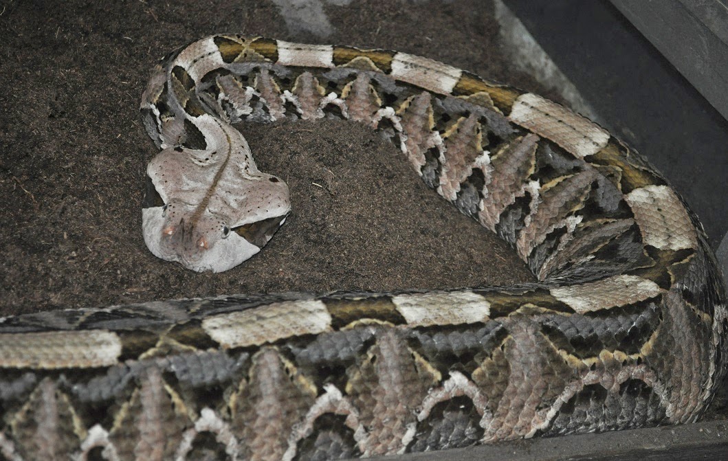 ZOOTOGRAFIANDO (6.100 ANIMALS): VÍBORA DEL GABÓN / GABOON VIPER (Bitis ...