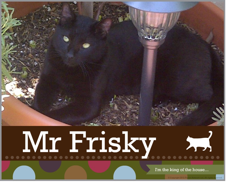 MagicXstitch: Mi cumpleaños, Mr Frisky y compañía.