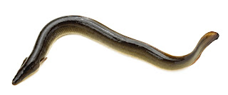 Project gestart dat duizenden palingen naar zee helpt - Waternieuws