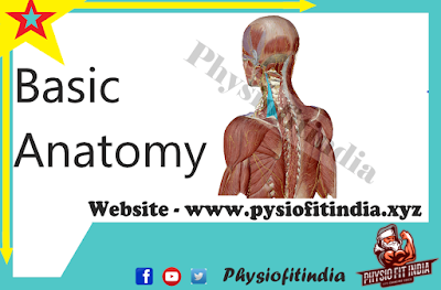 Physiotherapy Mcq basic anatomy quiz multiple choice questions