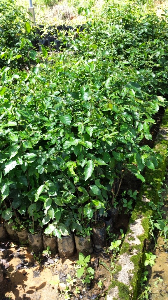 Dari Hutan ke Bandar...: POKOK MERAWAN