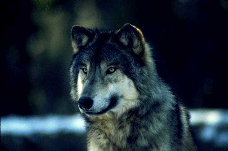 IMÁGENES Y FOTOS DE ANIMALES: Lobos