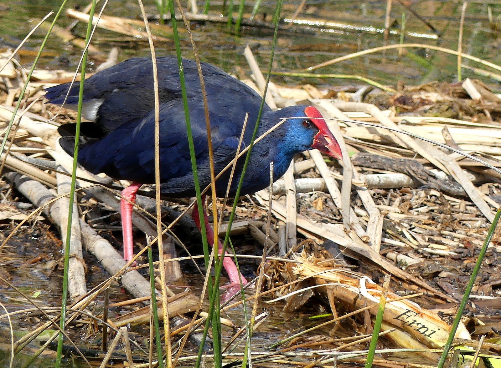 NO SIN MIS PRISMÁTICOS: EL CALAMÓN Y COMPAÑÍA