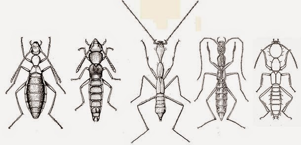 espeleobloc: Una nova especie de coleòpter troglobi del Marroc