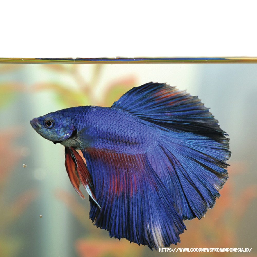 7 JENIS CUPANG CANTIK UNTUK DI PELIHARA SERTA BUDIDAYA - Sedulur Hewan