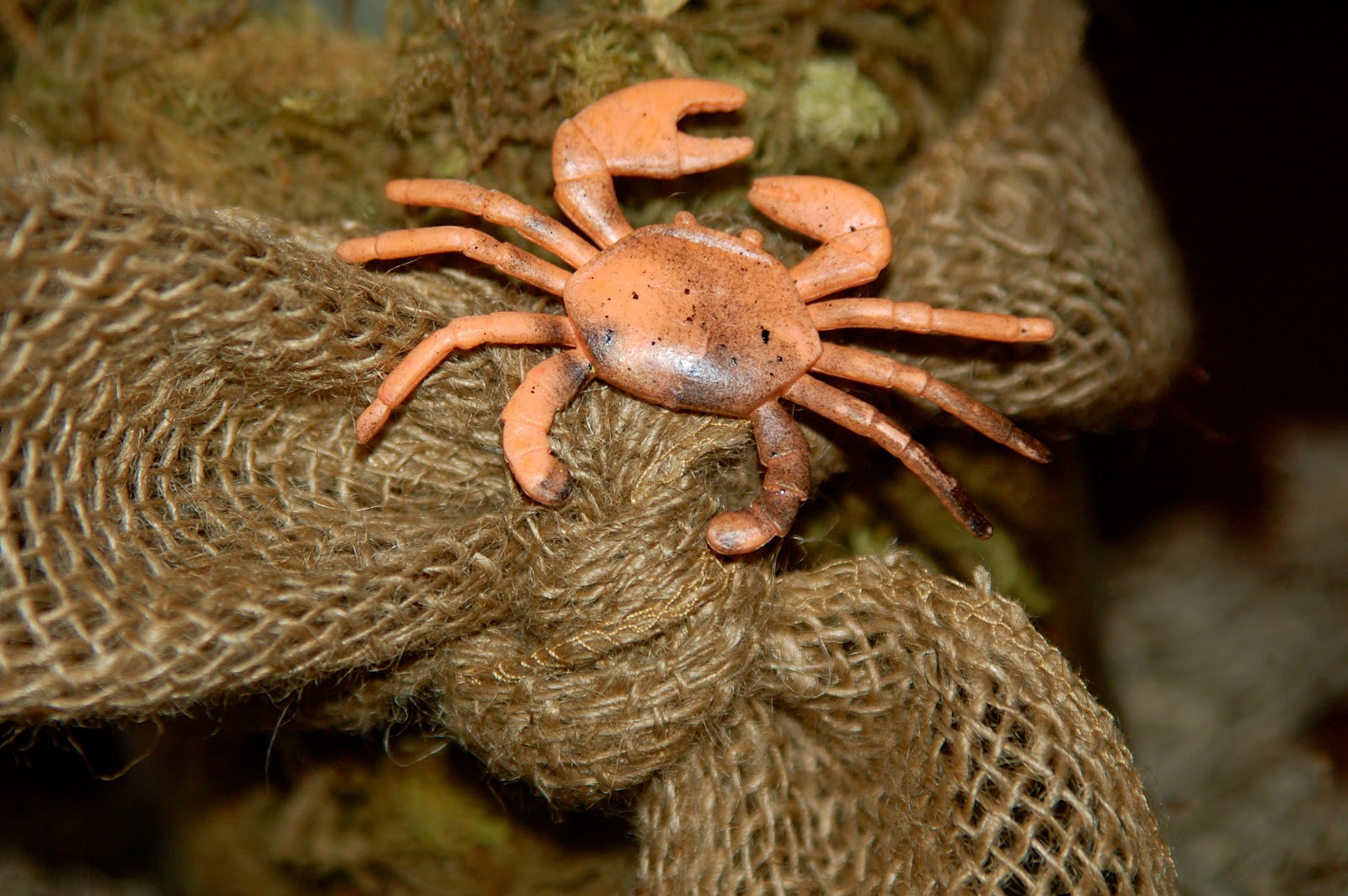 Samma Spot: Swamp Party: Table decorations