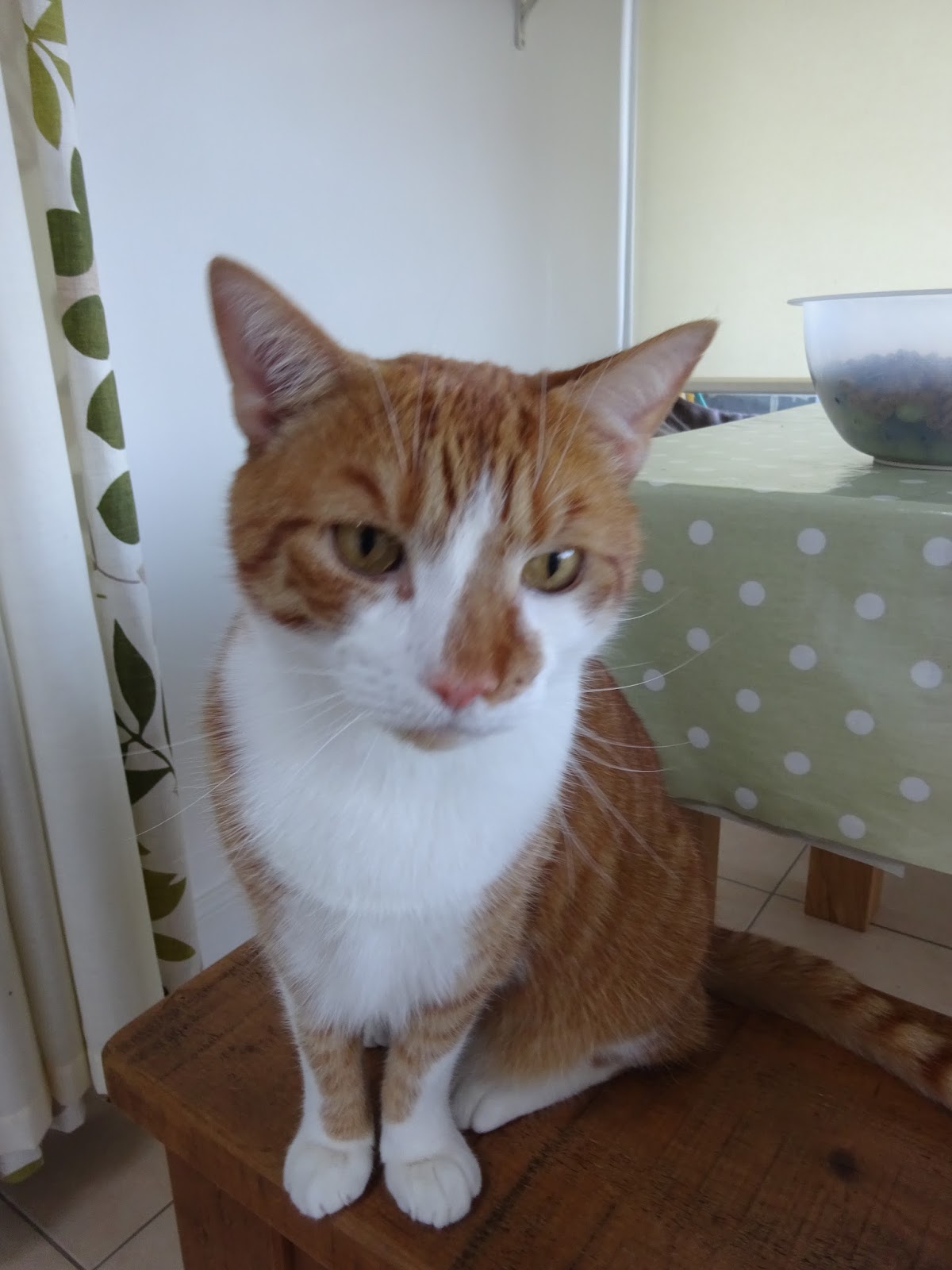 Our New Life in the Country: Ginger ... OUR Cat