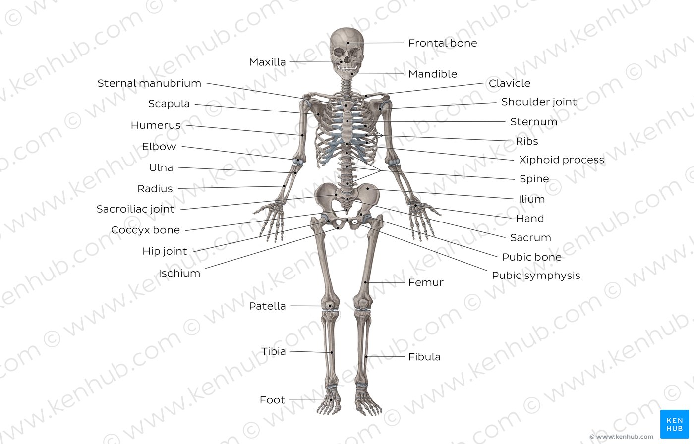 ALL BODY SYSTEMS: ALL BODY SYSTEMS