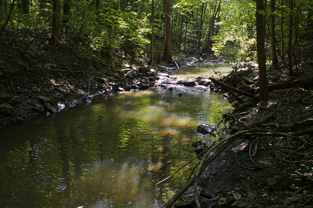 Flora Urbana: Ruisseau Bertrand