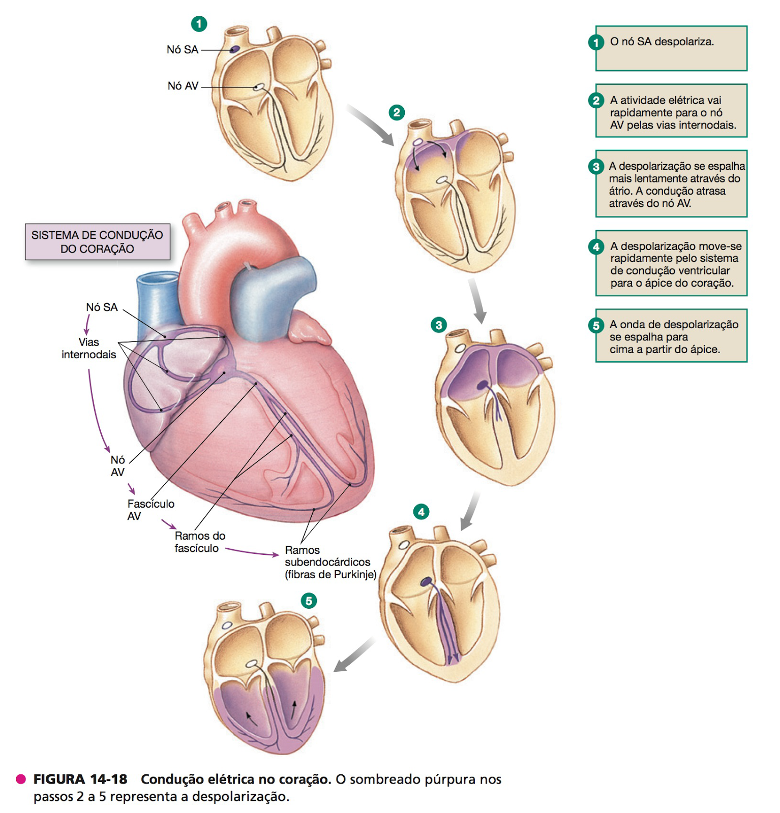 Condução elétrica no coração