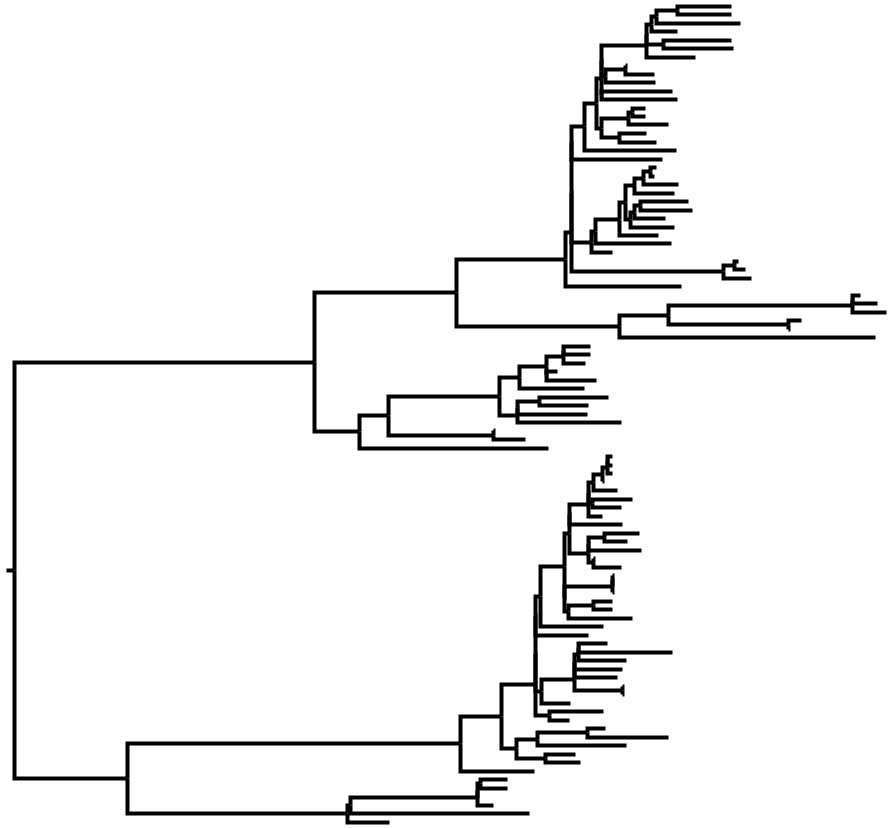 Ape Phylogenetic Tree