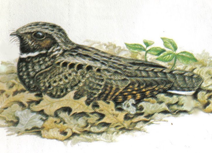 Blue Starr Gallery: The Elusive Whippoorwill