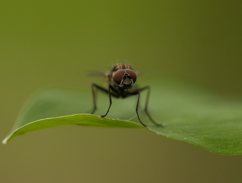 Kristinas bilder: En liten fluga på ett blad