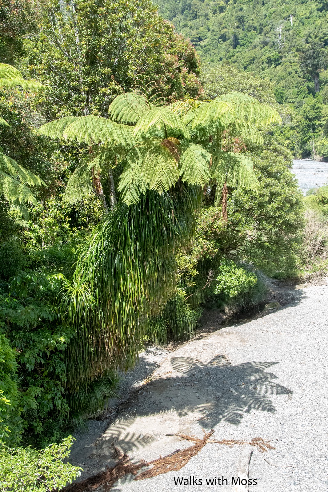 Walks with Moss: Orongorongo Track and Big Bend Track Remutaka Forest ...