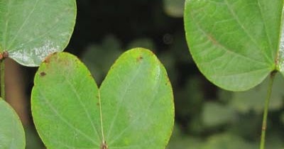 Why People Distribute Apta Tree Leaves on Dussehra and Vijayadasami day ...