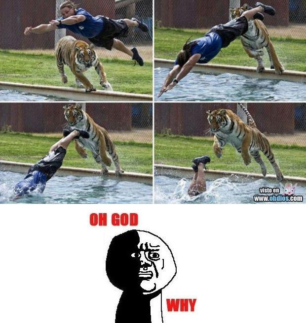 Memes de Internet: oh god why - tigre siguiendo a un humano
