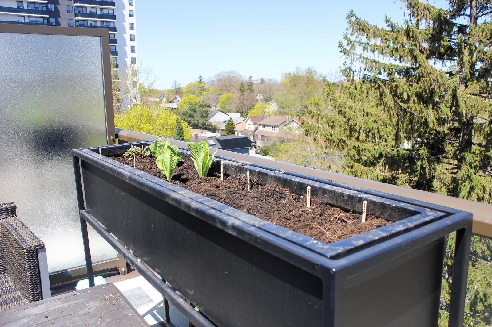 Condo Container Gardening, From a Beginner Gardener | To & Fro