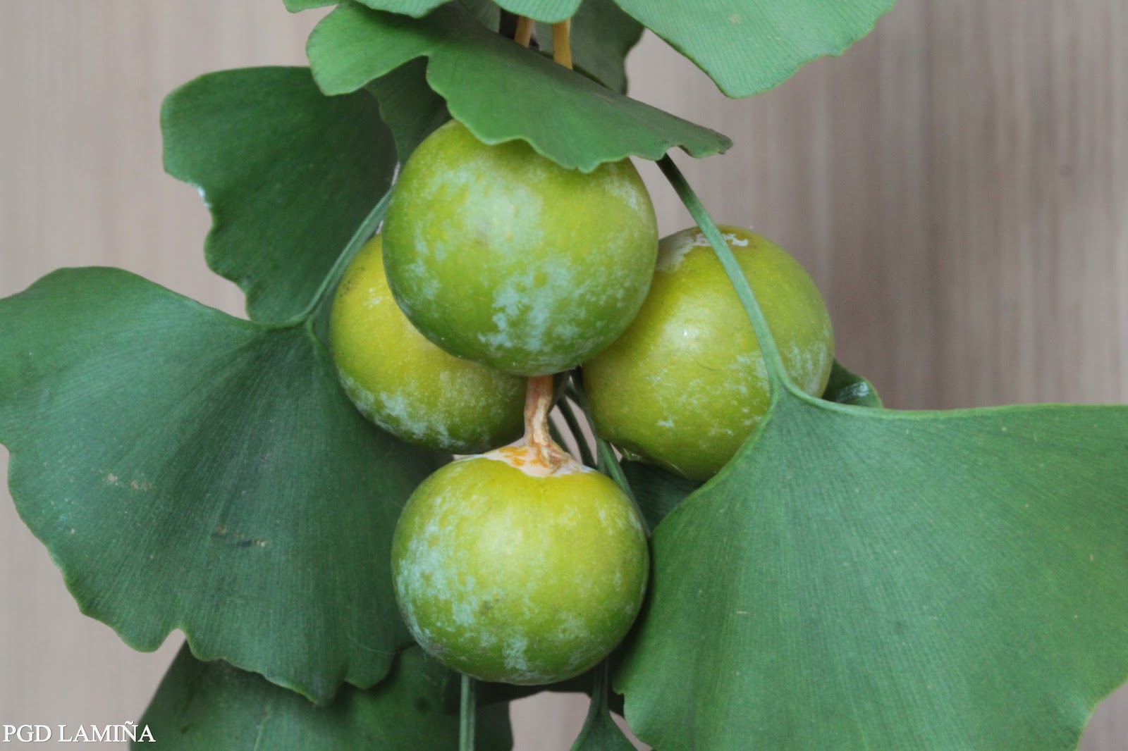 GINKGO BILOBA. gingo.