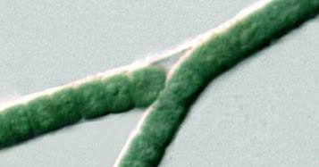 Klasifikasi dan Morfologi Tolypothrix - Melek Perikanan