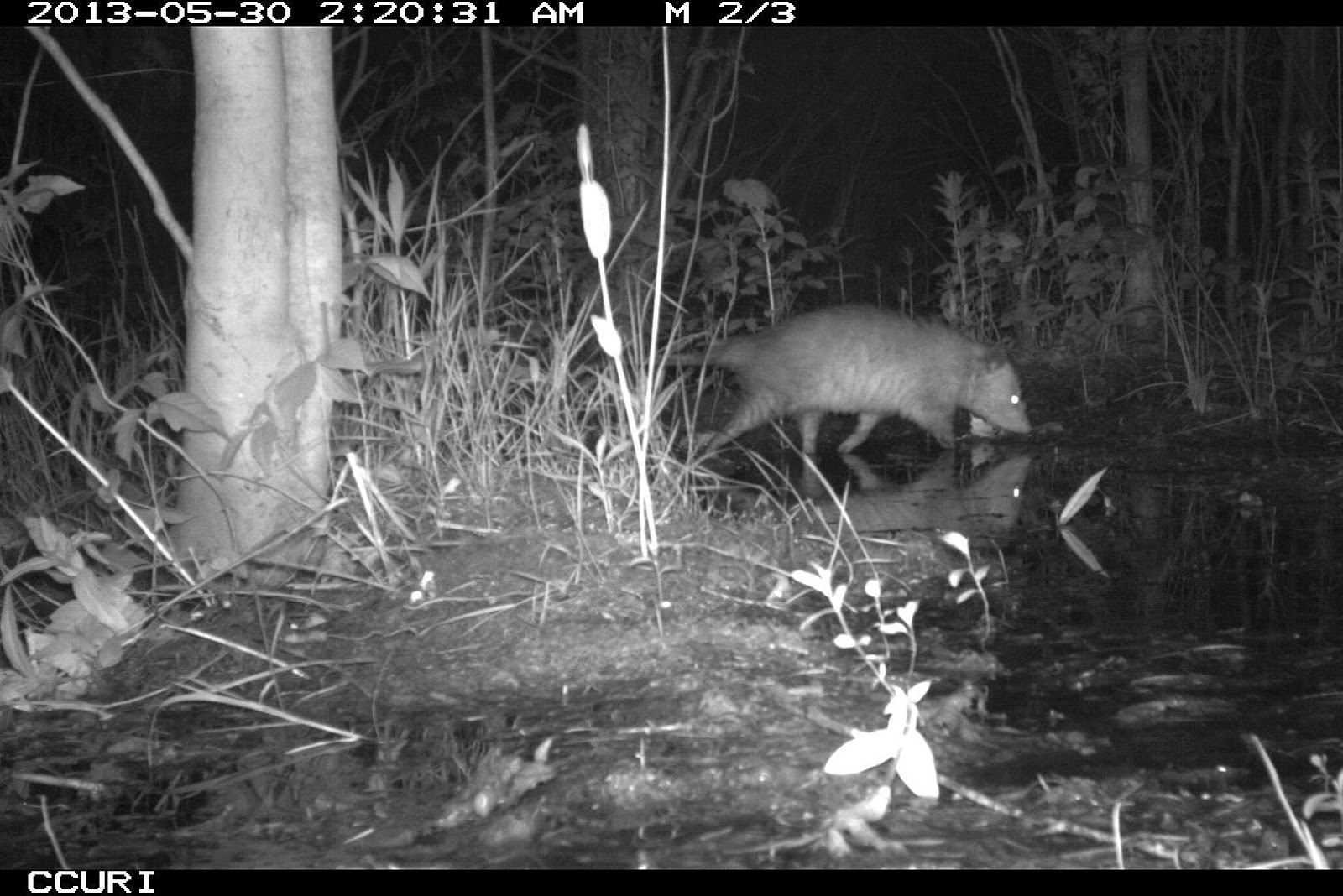 Backyard Beasts: The (almost) costly encounter