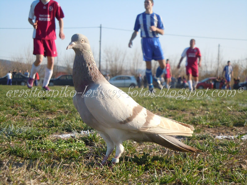 ΦΩΤΟΓΡΑΦΙΕΣ ΑΠΟ ΤΟ ΕΡΑΣΙΤΕΧΝΙΚΟ ΠΟΔΟΣΦΑΙΡΟ ΛΑΡΙΣΑΣ