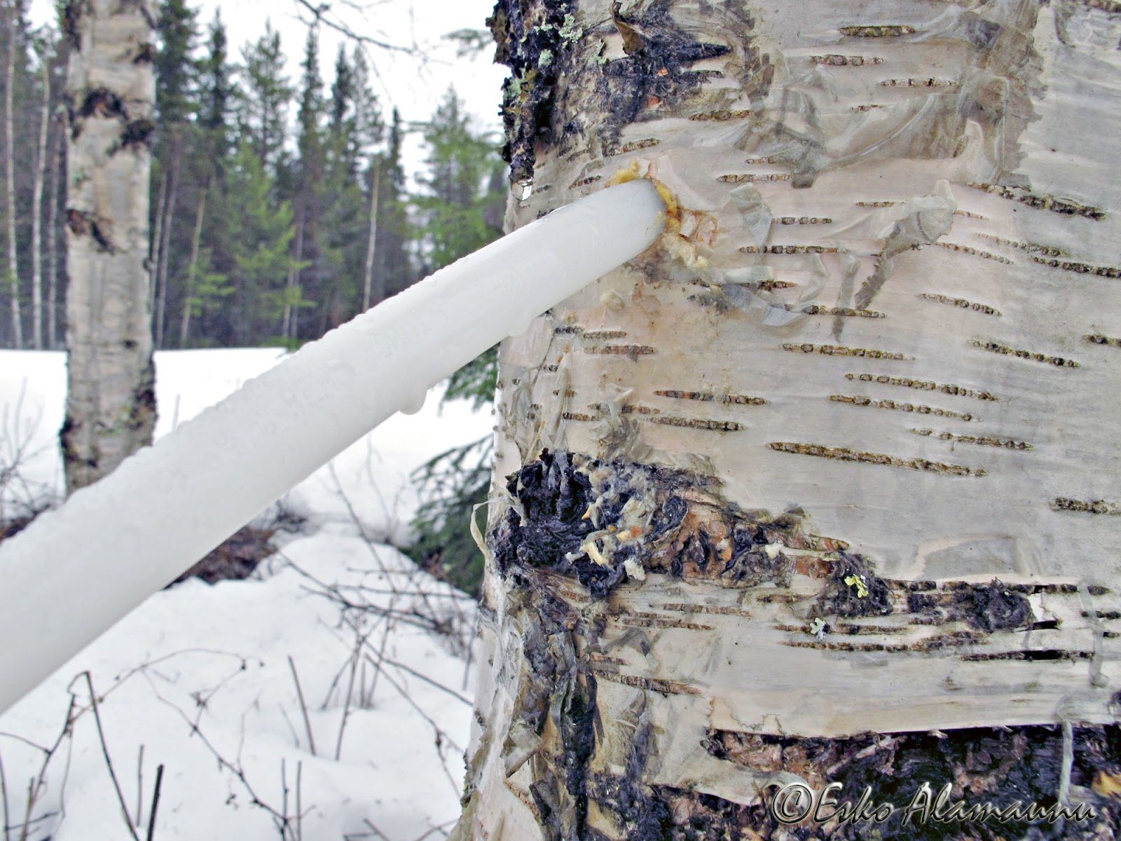 Eko-Kuvia: Mahlaa Koivusta...