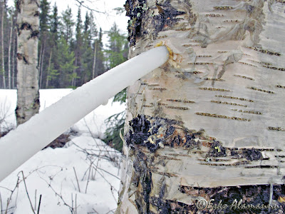 Eko-Kuvia: Mahlaa Koivusta...